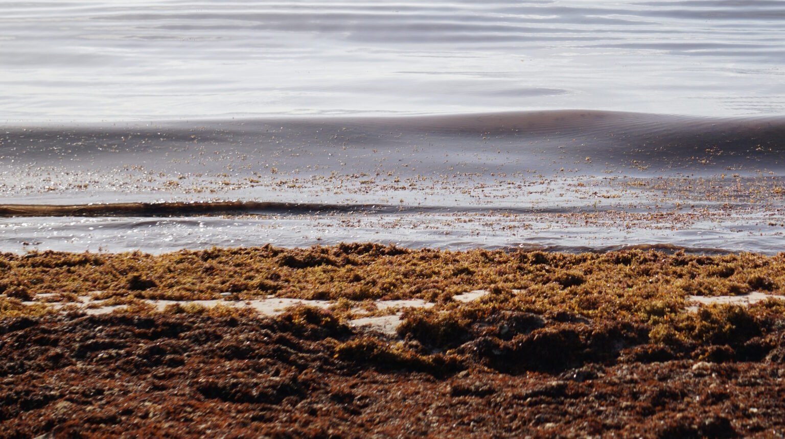 Record Sargassum Proliferation in the Tropical Atlantic Ocean ...