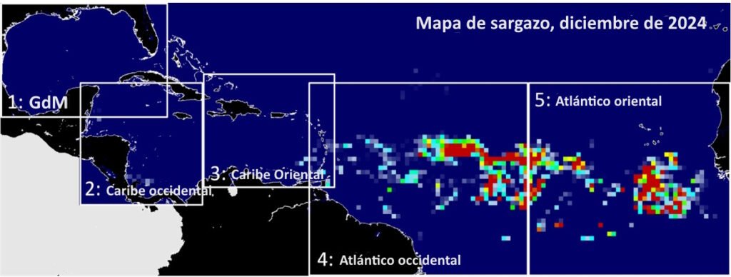 Sargassum 2025: A Decisive Year for the Atlantic and the Caribbean - Sargassum Monitoring